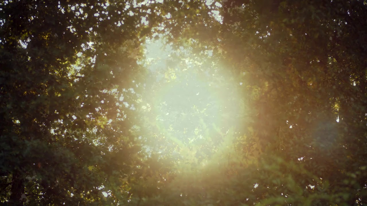 Komorebi - effect of sunlight streaming through the leaves of the trees ...