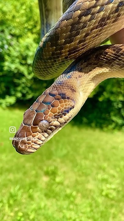 Simalia Amethistina aka Scrub Python - YouTube