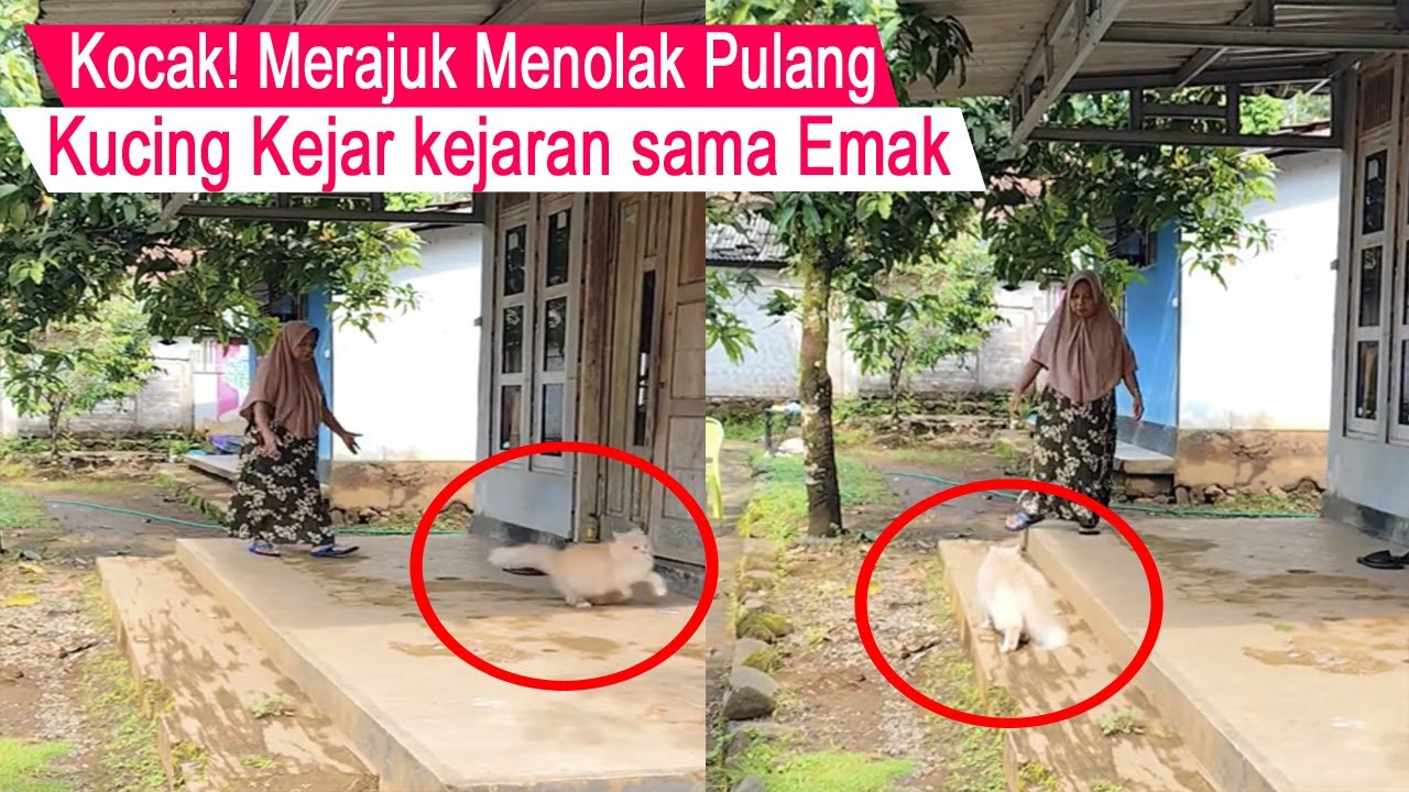 Lucu Bikin Ngakak / kucing MERAJUK ga mau pulang, sampai di kejar ...