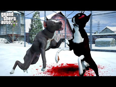 VE BÜYÜK FİNAL! PİTBULL TERMİNATÖR VS BOXER KASAP ARENA DÖVÜŞÜ! - GTA 5