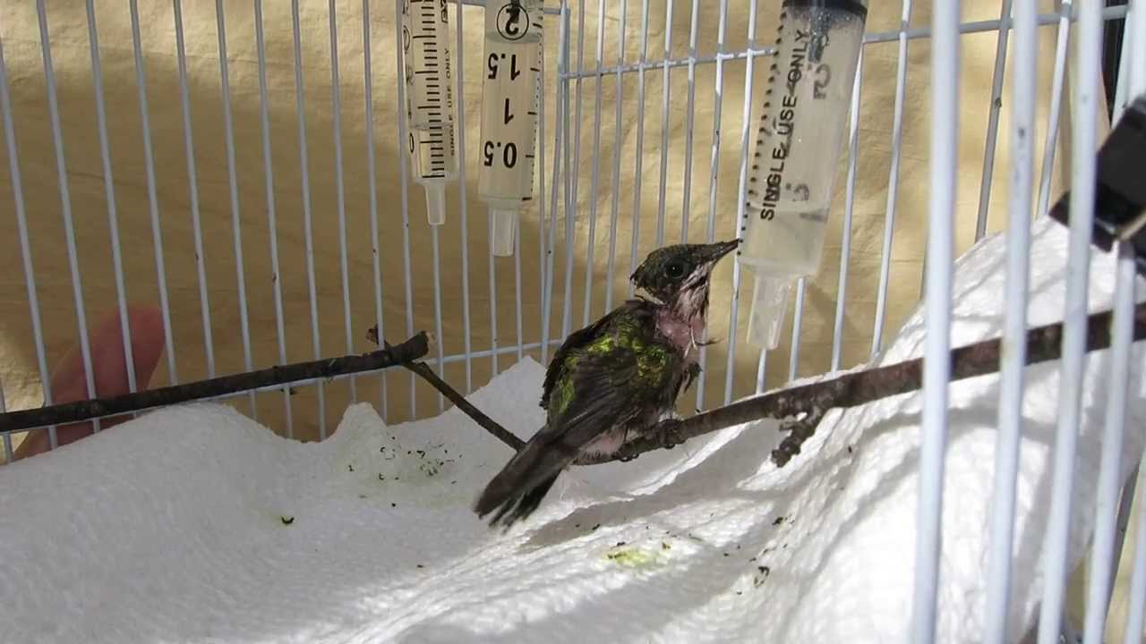 Iinjured Hummingbird in Rehabilitation - YouTube