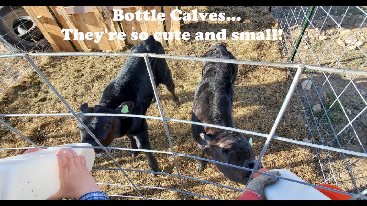Bottle calf feeding tips (Week one) - YouTube
