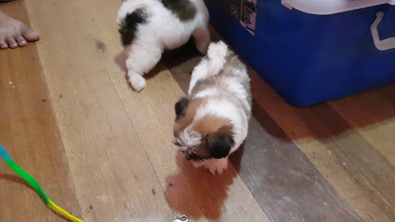 Shih tzu Princess type pups, - YouTube