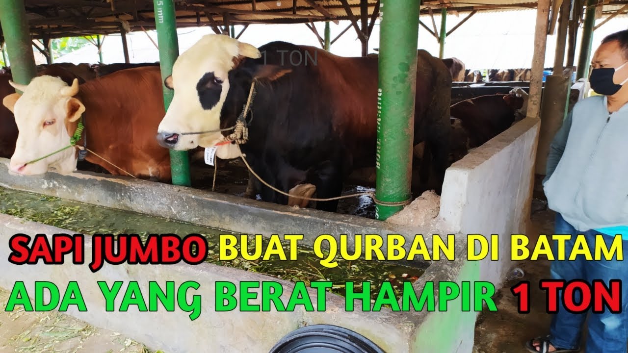 Melihat lebih dekat sapi jumbo qurban di pusat peternakan terbesar kota ...