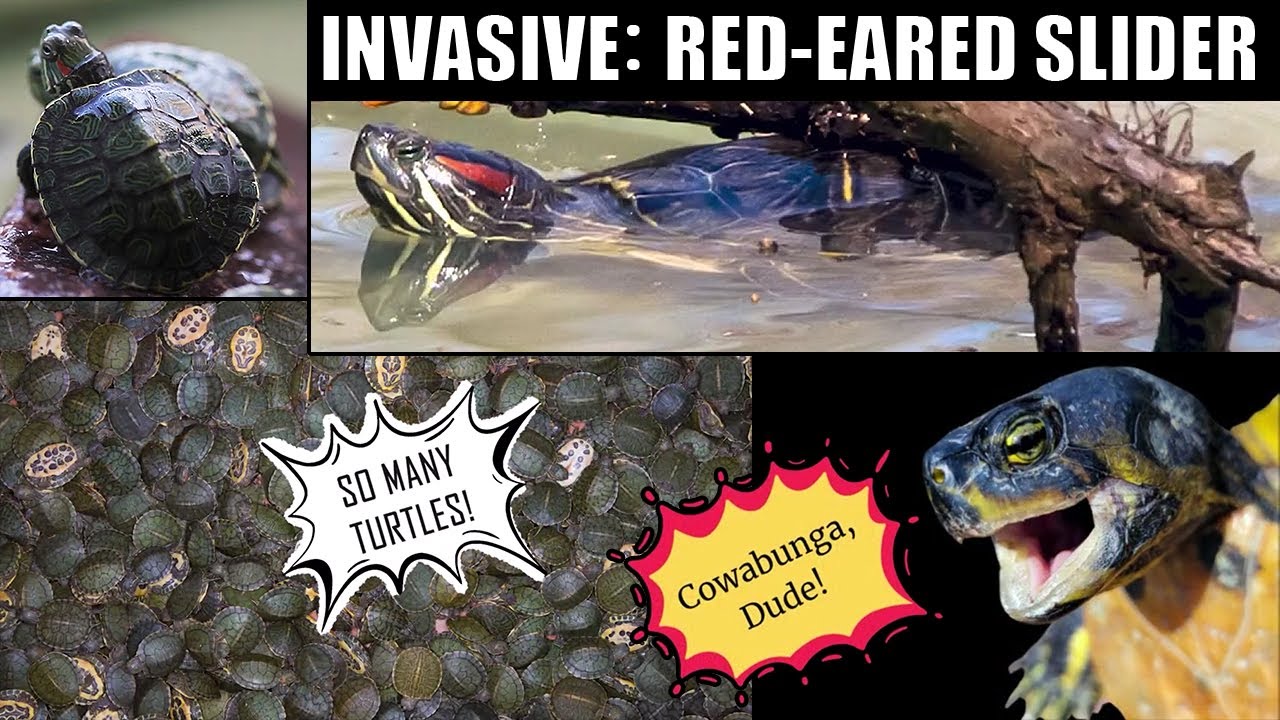 Eco Bites – Episode 8 – Invasive Species Awareness Month - Red-Eared ...