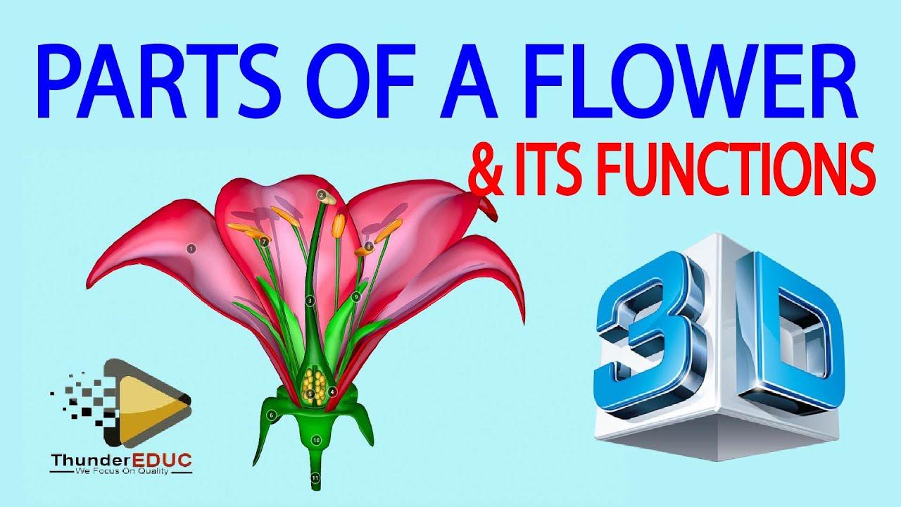 Structure Of A Flower Parts Its Function Thundereduc m saidi YouTube Structure Of A Flower Parts Its Function Thundereduc m saidi YouTube