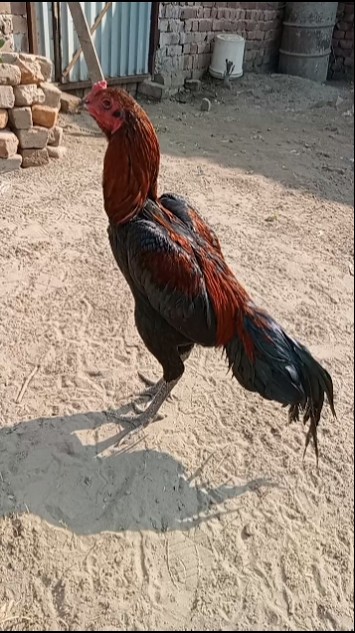 Burmi fighter roster aseel #youtubeshorts - YouTube