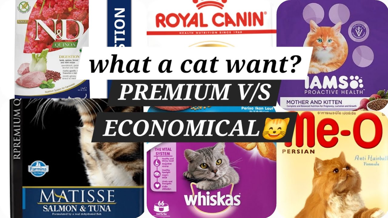 PREMIUM & ECONOMICAL FOOD FOR CATS ||What to feed or not|| Best food ...