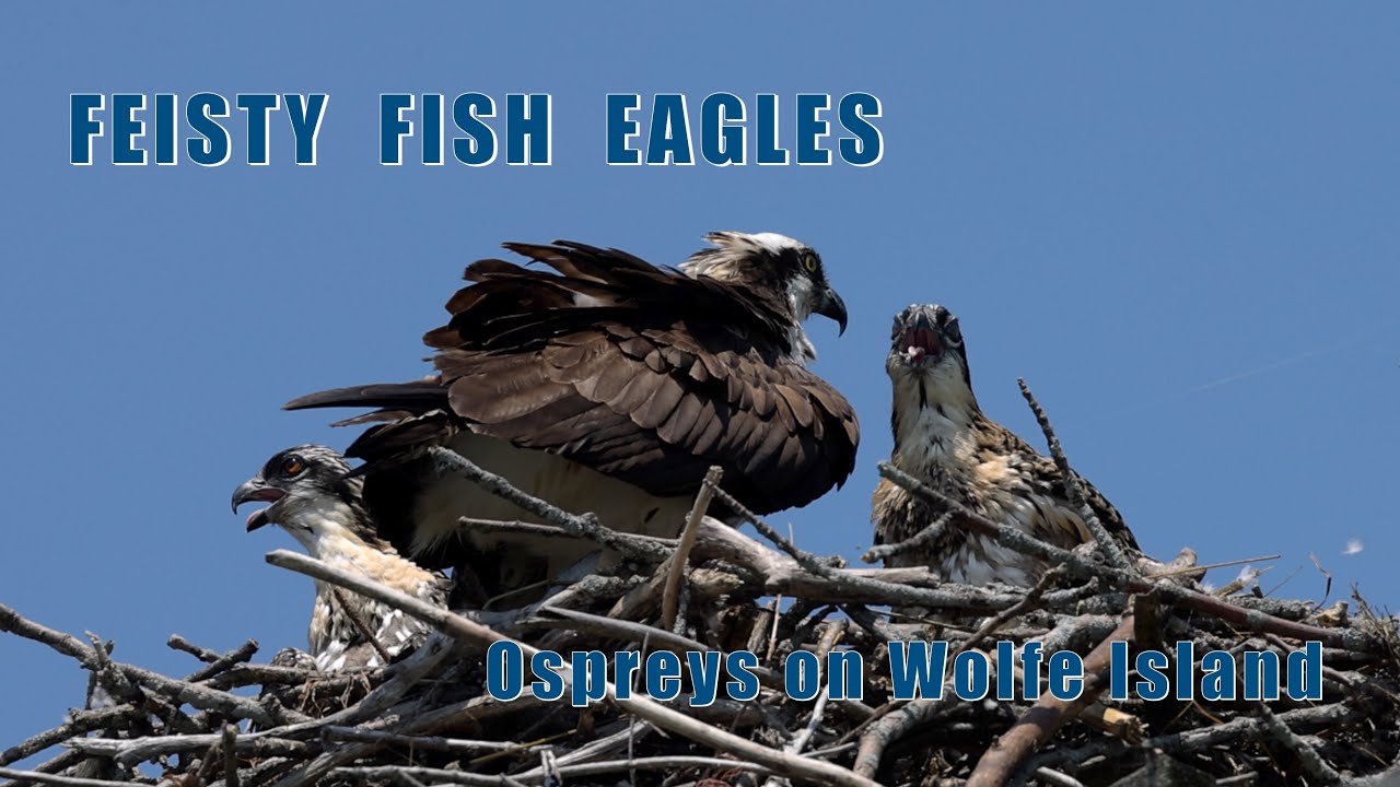Feisty Fish Eagles 4K - YouTube