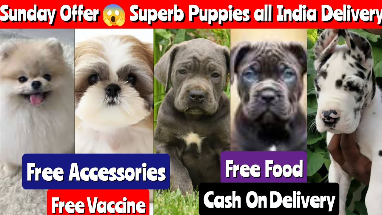 📌Dogs All India 🇮🇳 Delivery । Superb Quality at Low Price Free Food ...