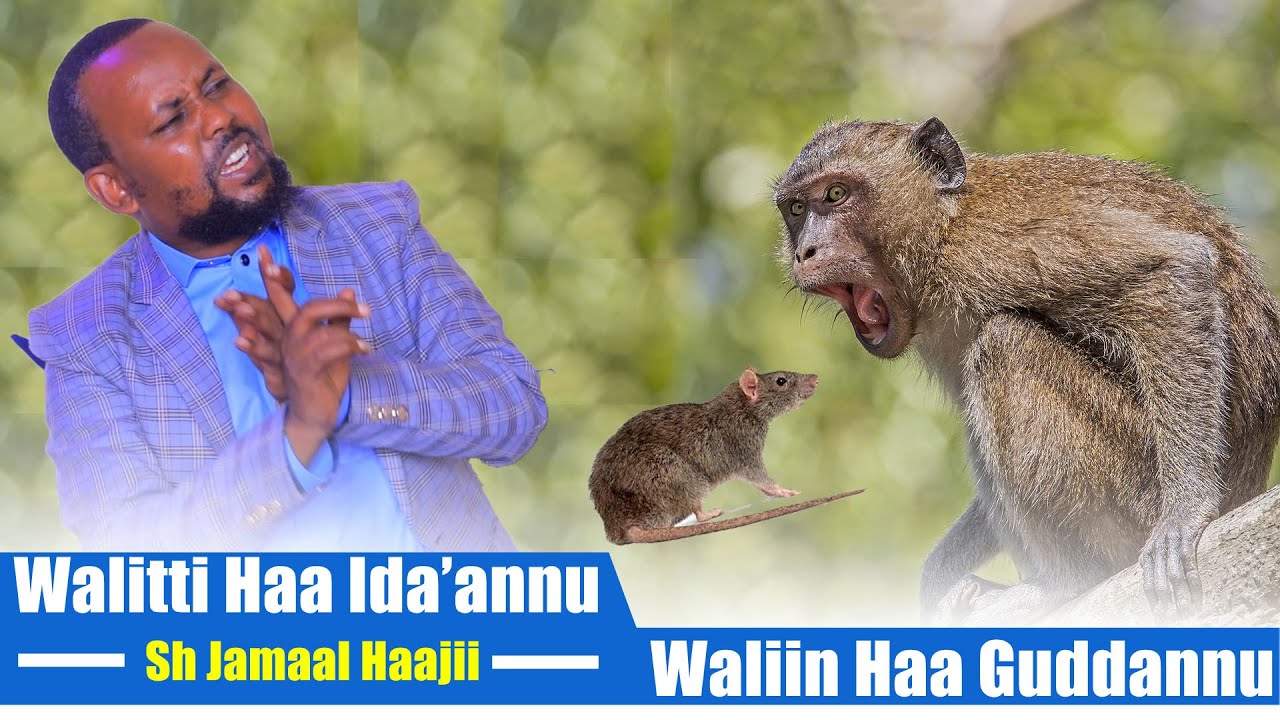 Walitti Haa Ida'annu Waliin Haa Guddannu - YouTube