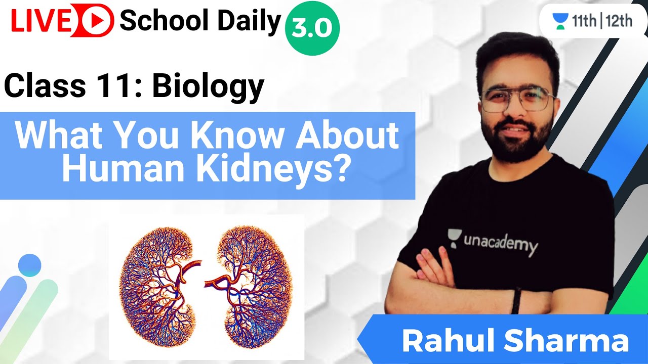 Class 11 | What You Know About Human Kidneys | Biology | Unacademy ...