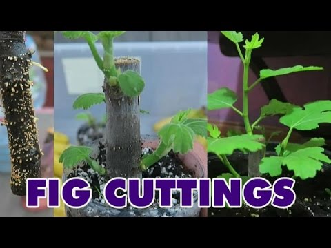 How to grow a Fig Tree from a cutting - Simple Rooting Propagation ...