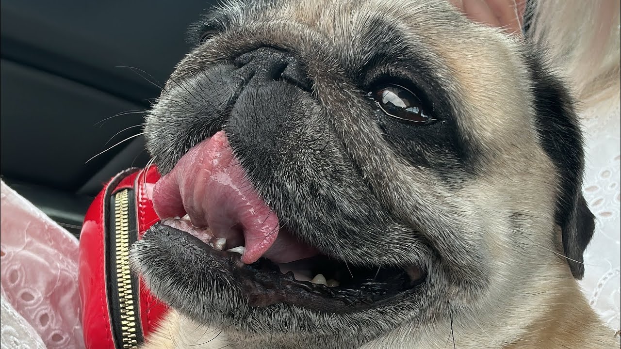 The pug life with Daisy the pug : Fun vibes all day ! enjoy ️‍🔥 #dogs ...