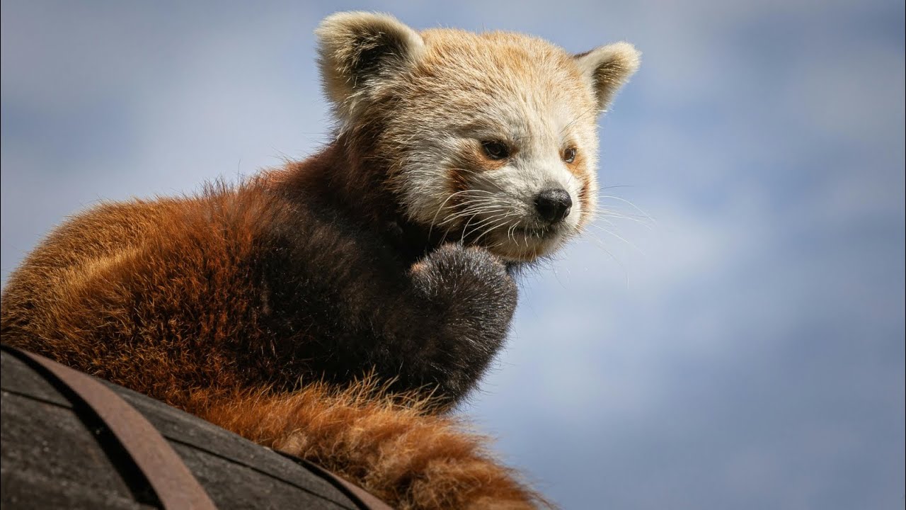 Red Panda Wonderland - A Haven of Cuteness and Charm - YouTube