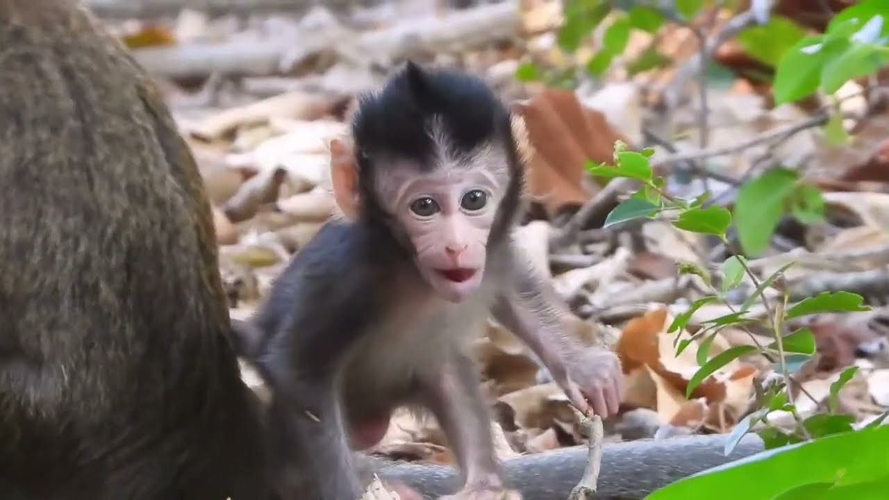 Why Are Baby Monkeys So Shy? - YouTube