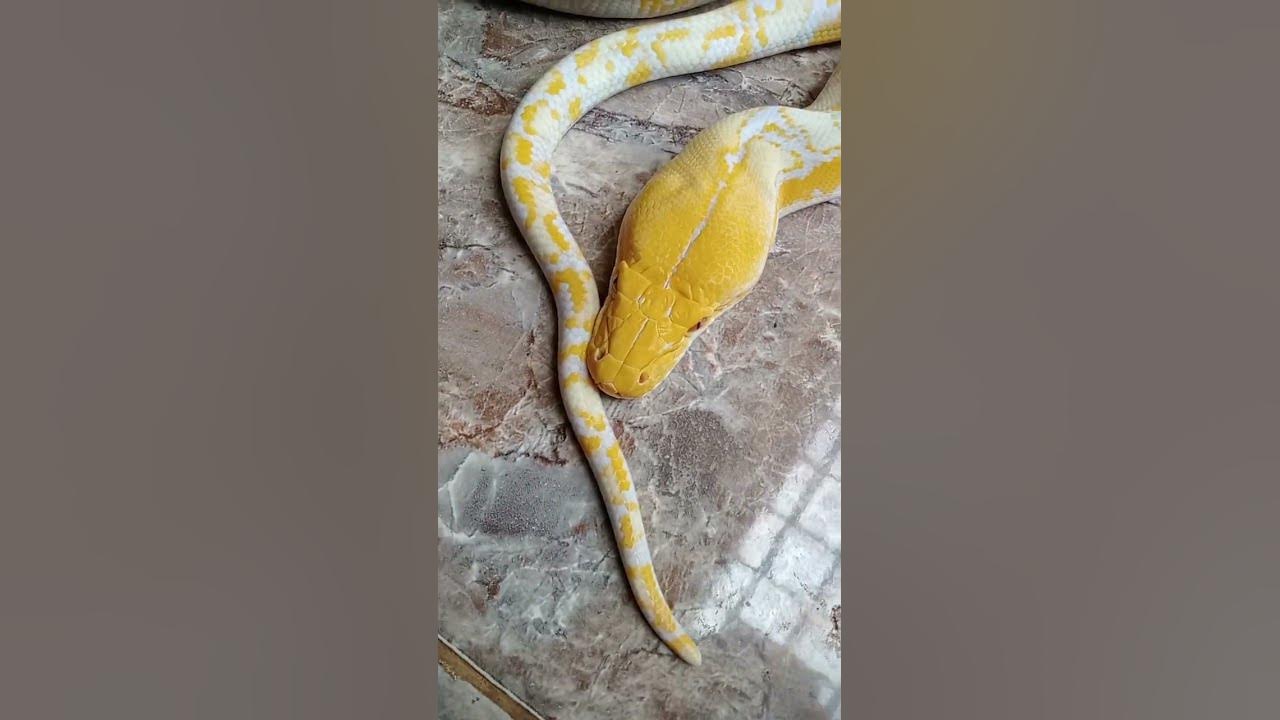 Snakes eat humans - YouTube