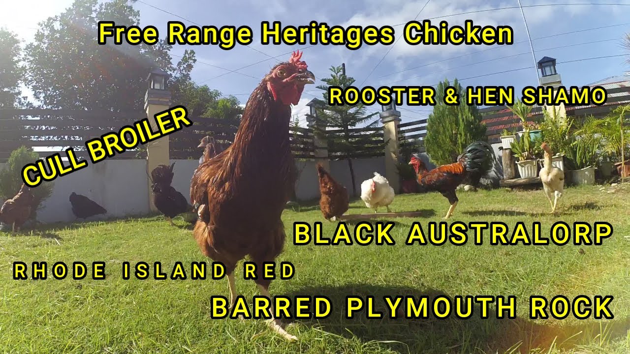 Crossbreed Shamo Rooster at Cull Broiler || Black Australorp || Rhode ...