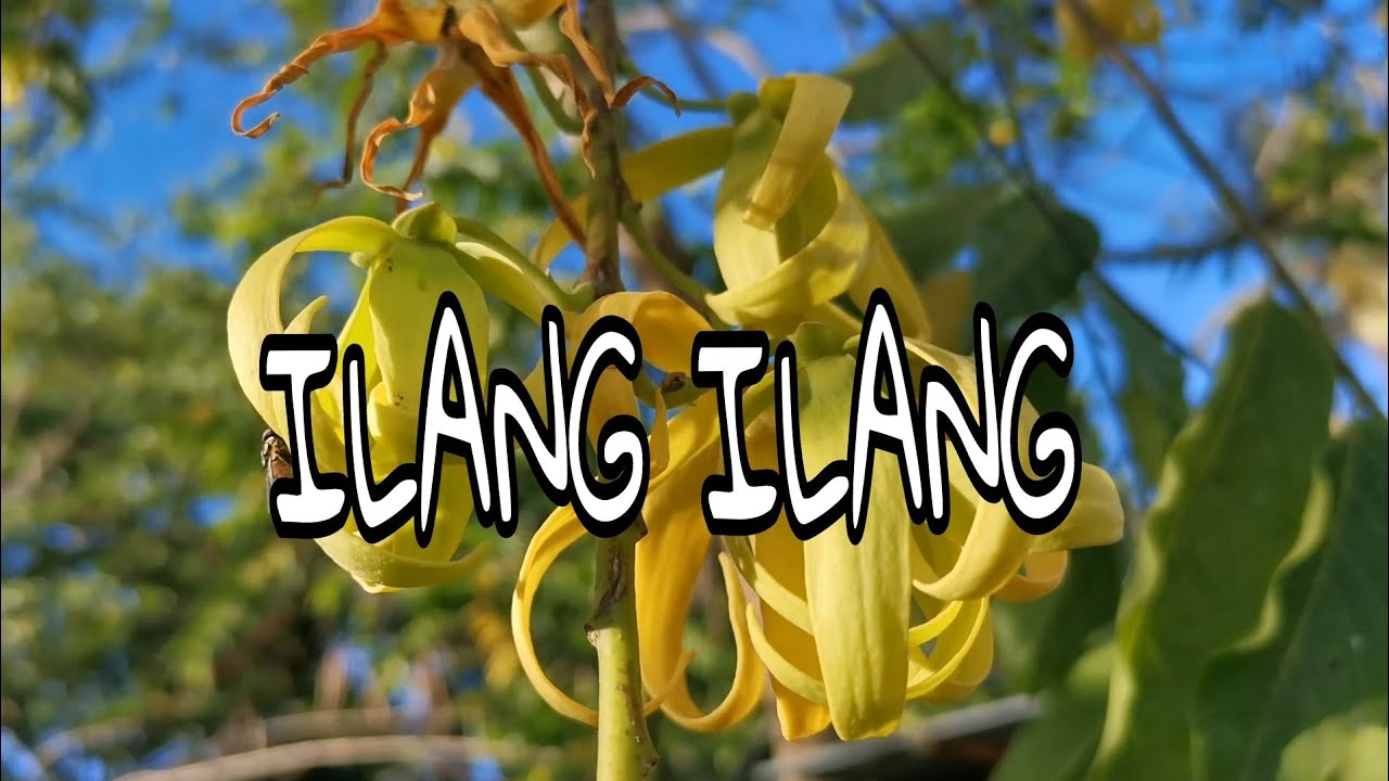 Ilang Ilang Tree #shorts - YouTube