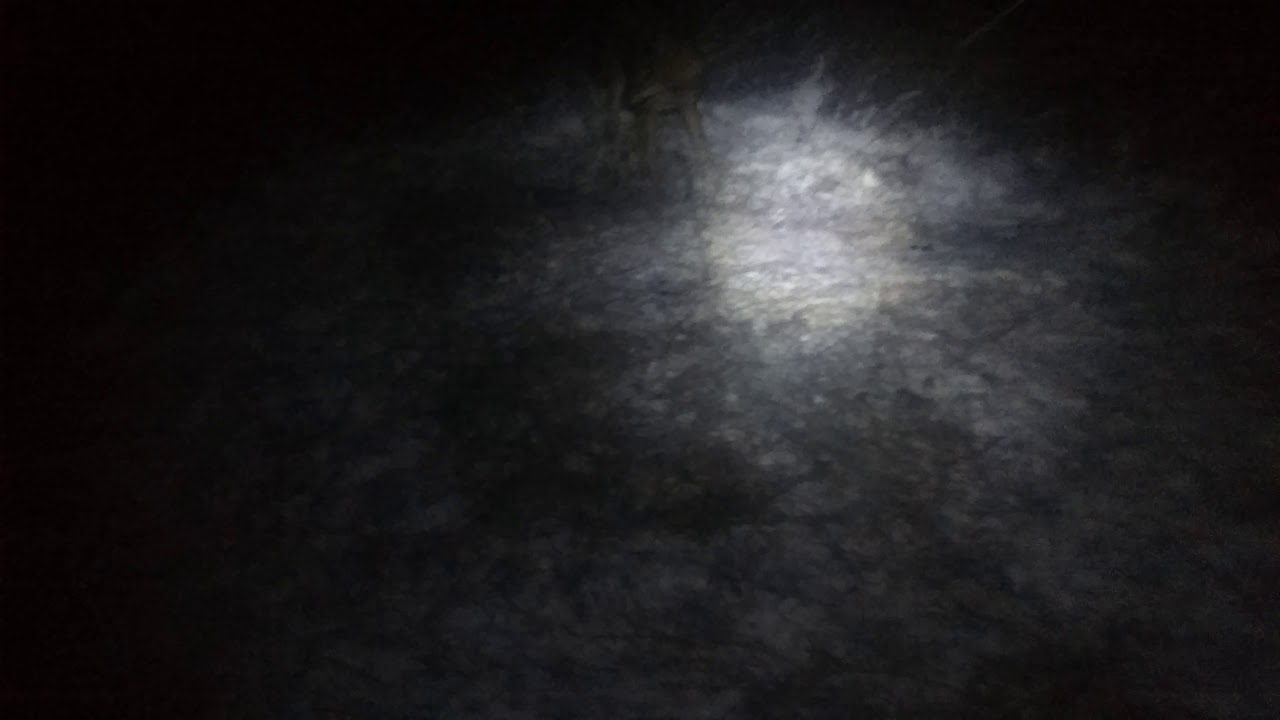 Cable restraint coyote. - YouTube