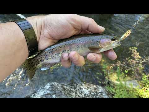 Pinecrest Lake Trout Fishing - YouTube