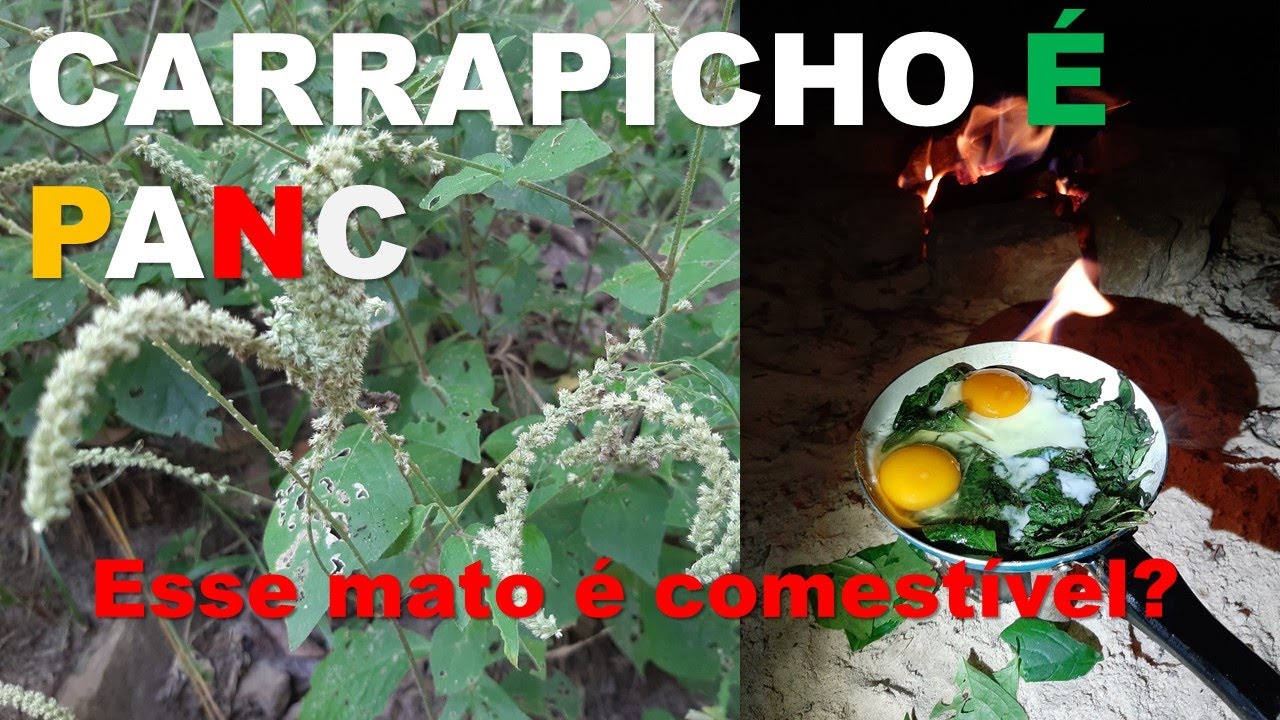 NA SELVA PARTE II - CARRAPICHO UMA PLANTA COMESTÍVEL - YouTube