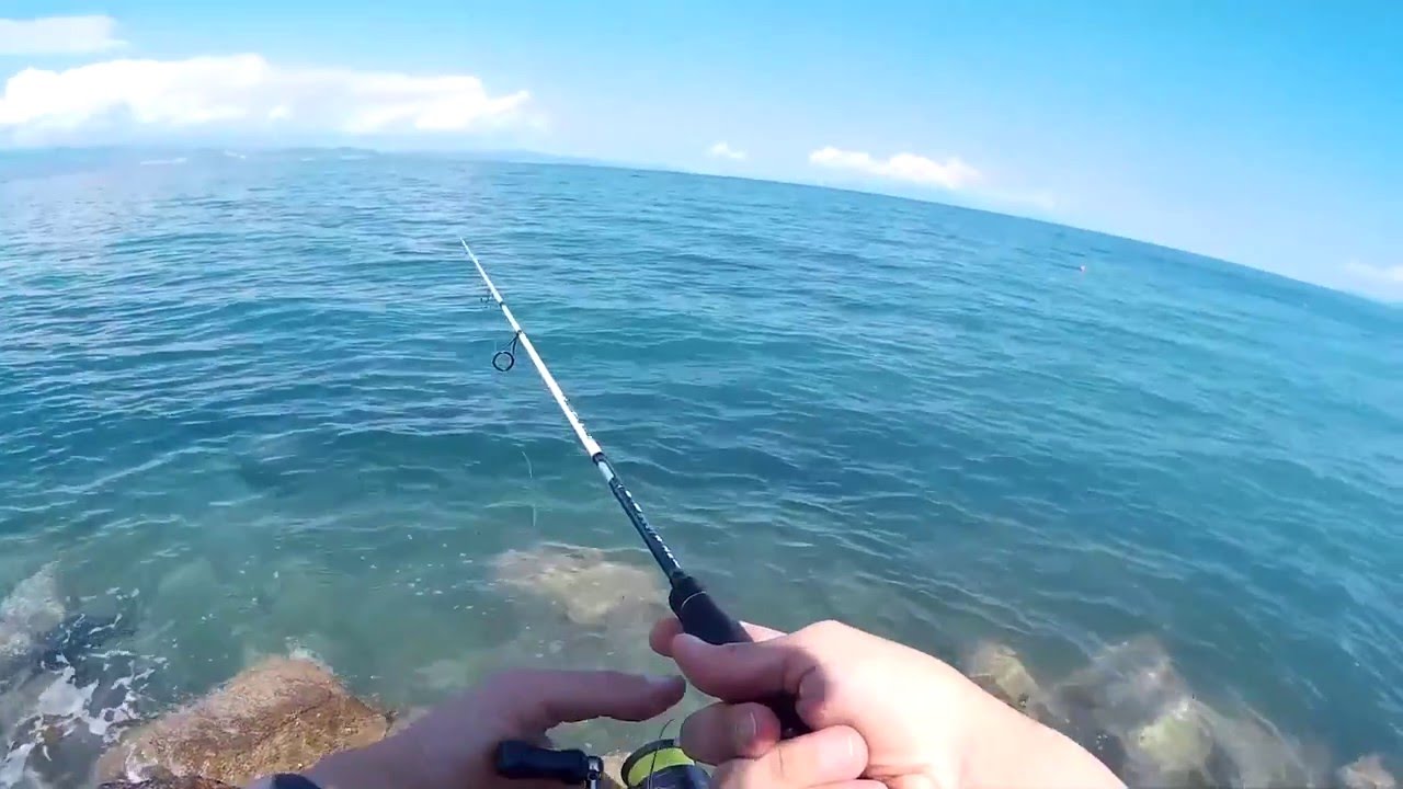 Lure fishing LRF Baby amberjack cnr - YouTube