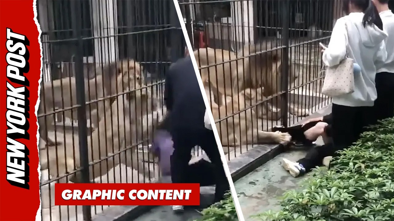 Watch Terrifying Moment Child is Mauled By Lion - YouTube