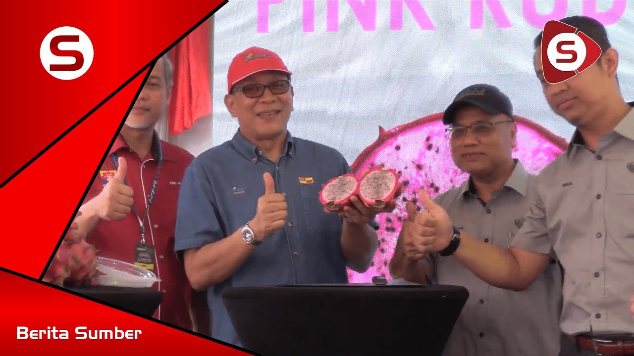 Buah Naga 'Pink Ruby' Jadi Tarikan Di MAHA 2022 - YouTube