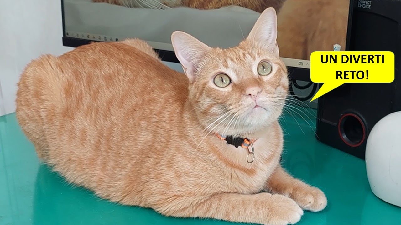 Gato Rayito lanza un RETO! 😺 - YouTube