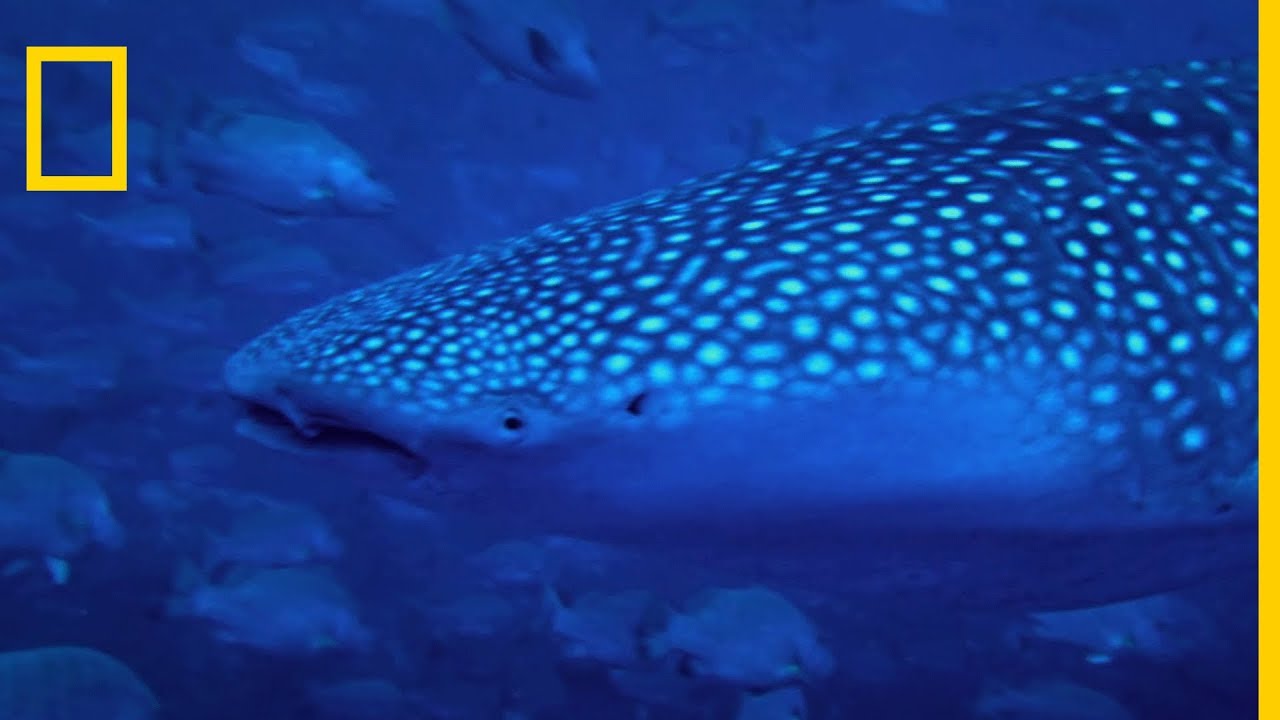 La migration du plus gros poisson du monde - YouTube