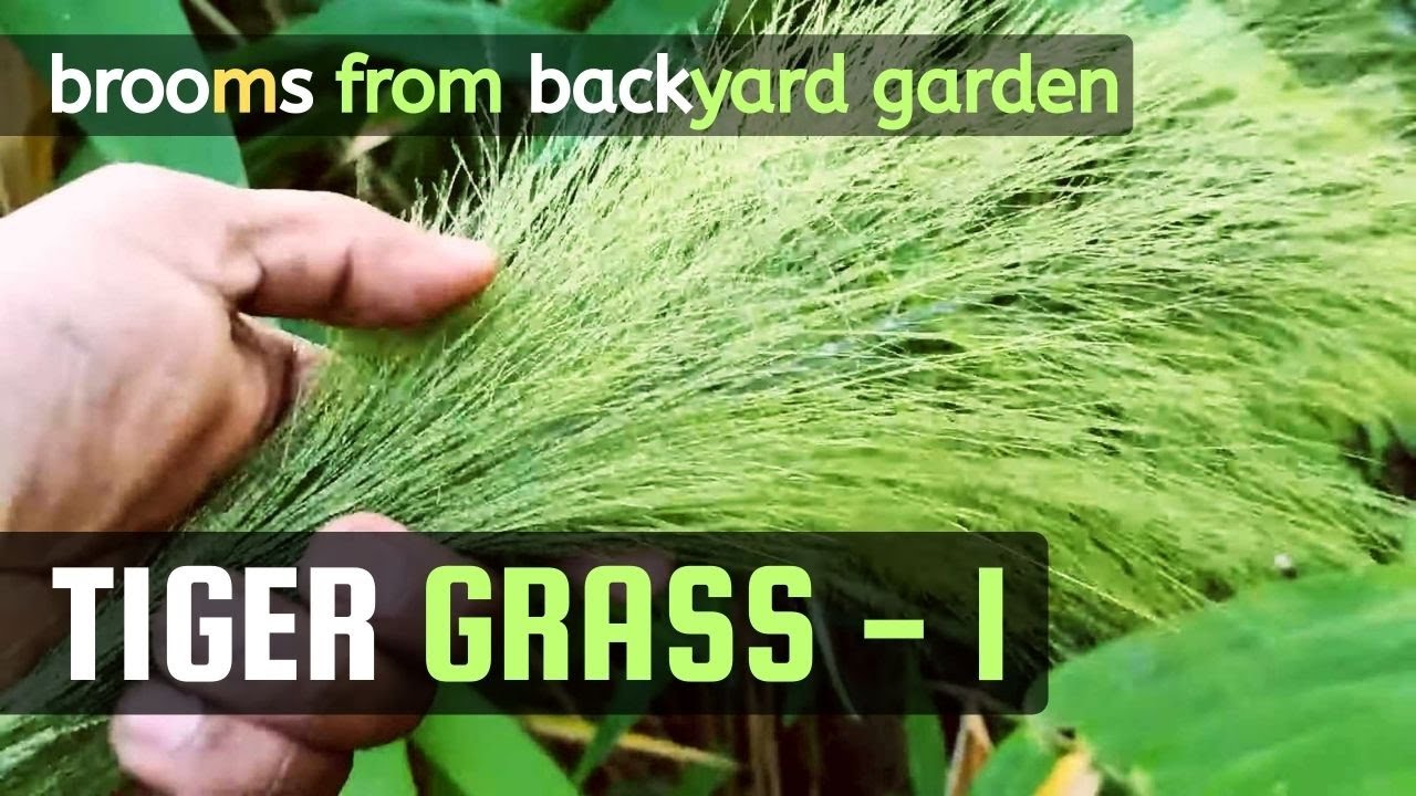 Tiger Grass - 1 | Phool Jhadu | Broom Grass | Amliso Plants - Vichitra ...