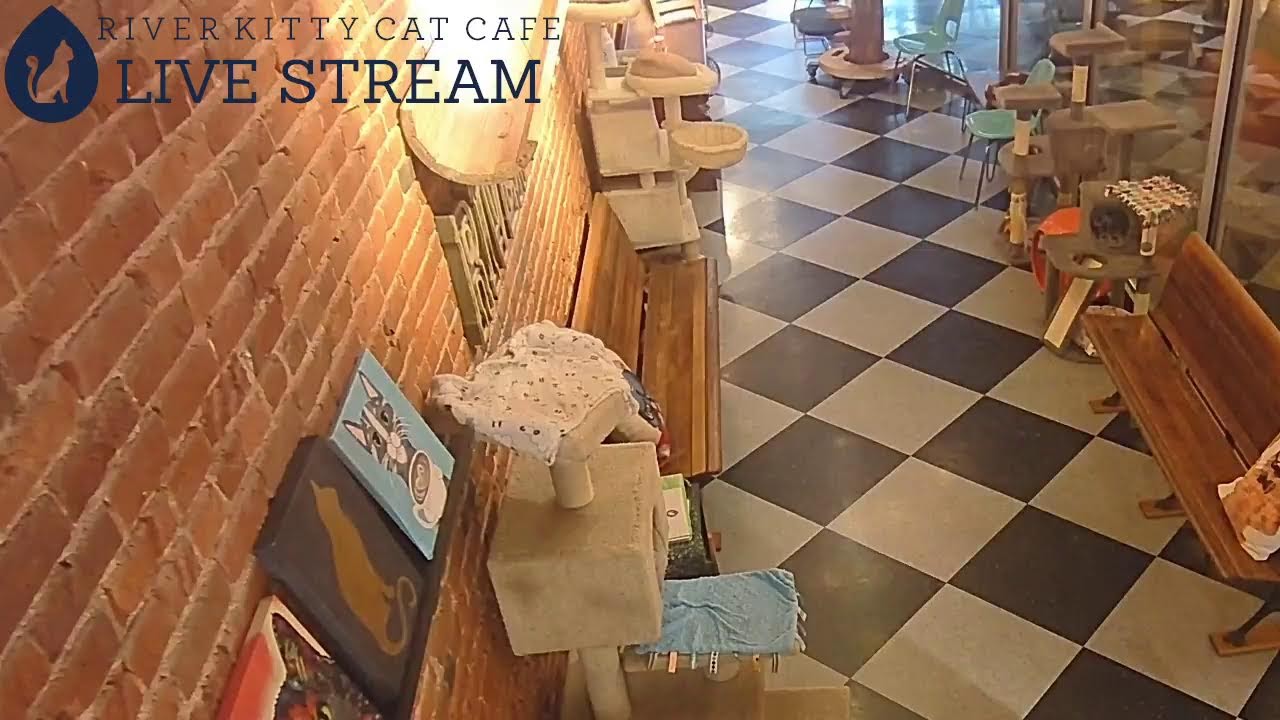 River Kitty Cat Café Live Stream - YouTube