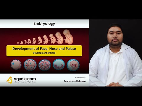 Development of Face, Nose and Palate | Development of Nose | Embryology ...