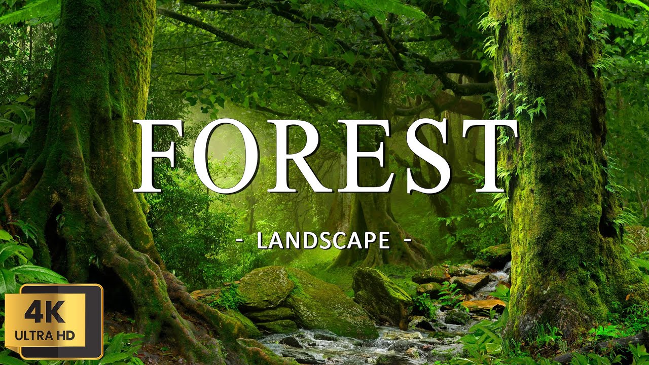 Forest 4K • Nature Relaxation Film • Peaceful Relaxing Music • 4k Video ...