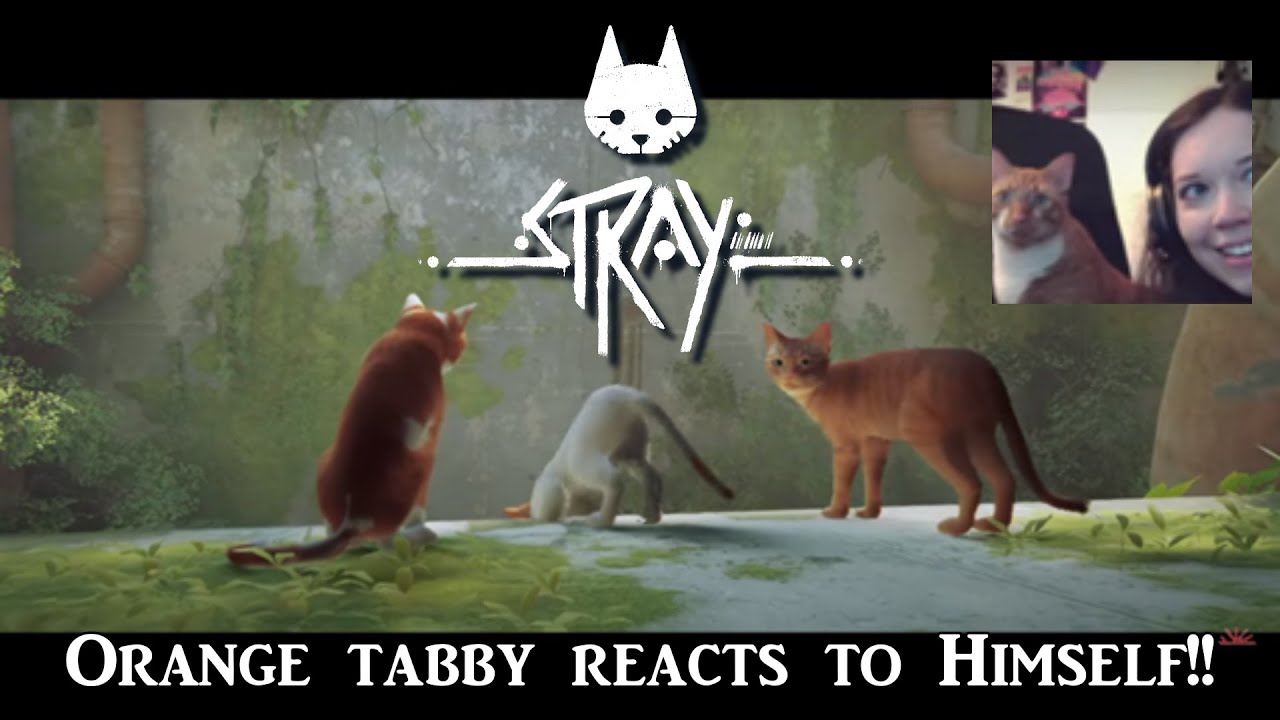 Stray Playthrough with my Orange Cat (PART 1)!! - YouTube