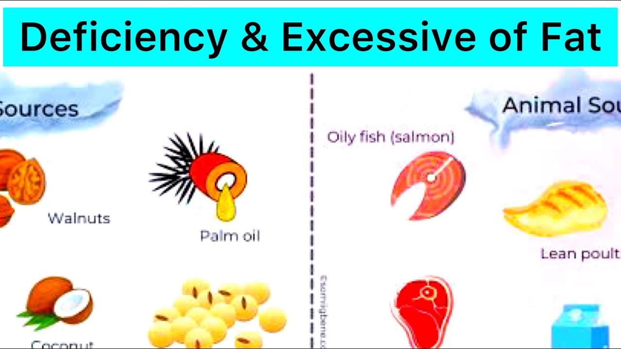 Deficiency of Fat and Excessive Intake of Fat - YouTube