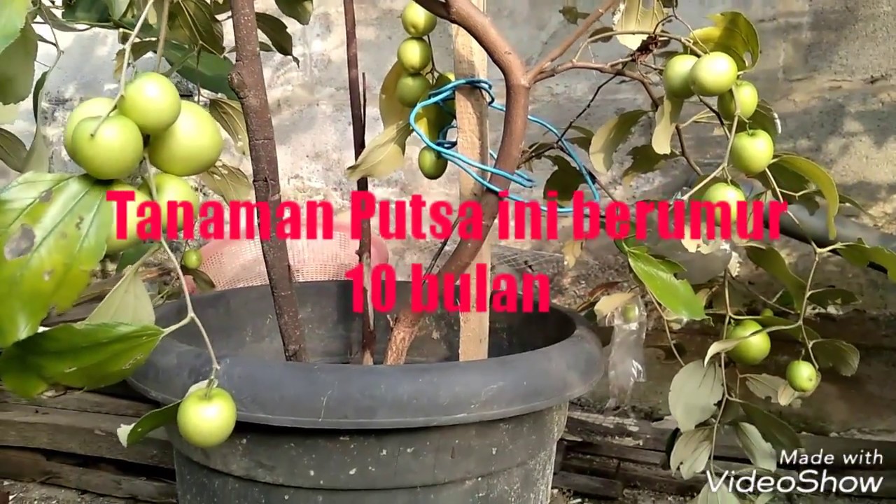 Perawatan Buah Putsa/Apel India di Tabulampot - YouTube