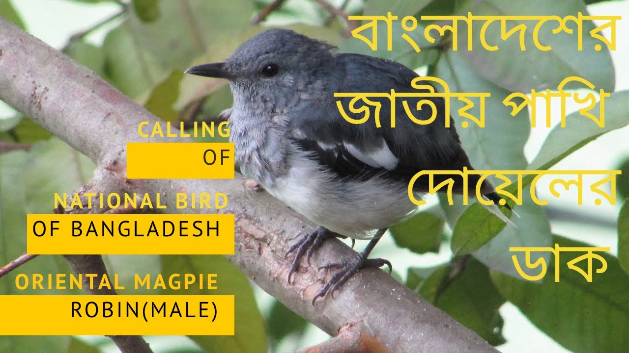 The National Bird Of Bangladesh | Calling Oriental Magpie Robin (Male ...