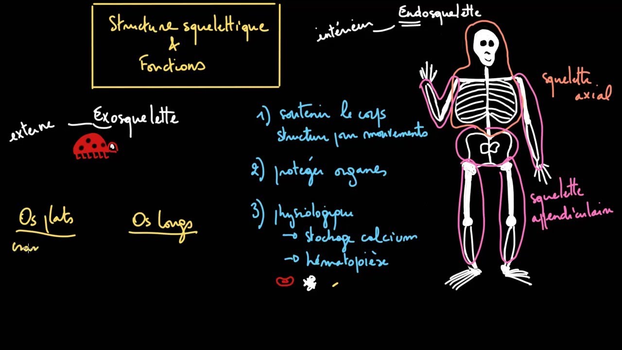 La structure et les fonctions des os - YouTube