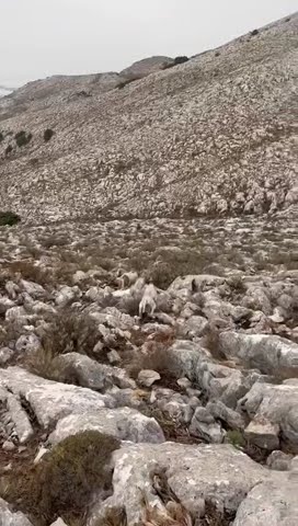 Ricordi di Alectoris Barbara , pernice sarda con i pointer inglesi ...