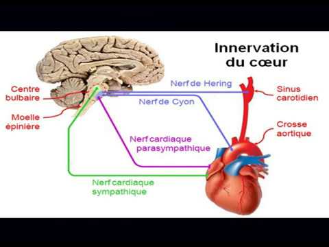 Physiologie des grandes fonctions, innervation du cœur - YouTube