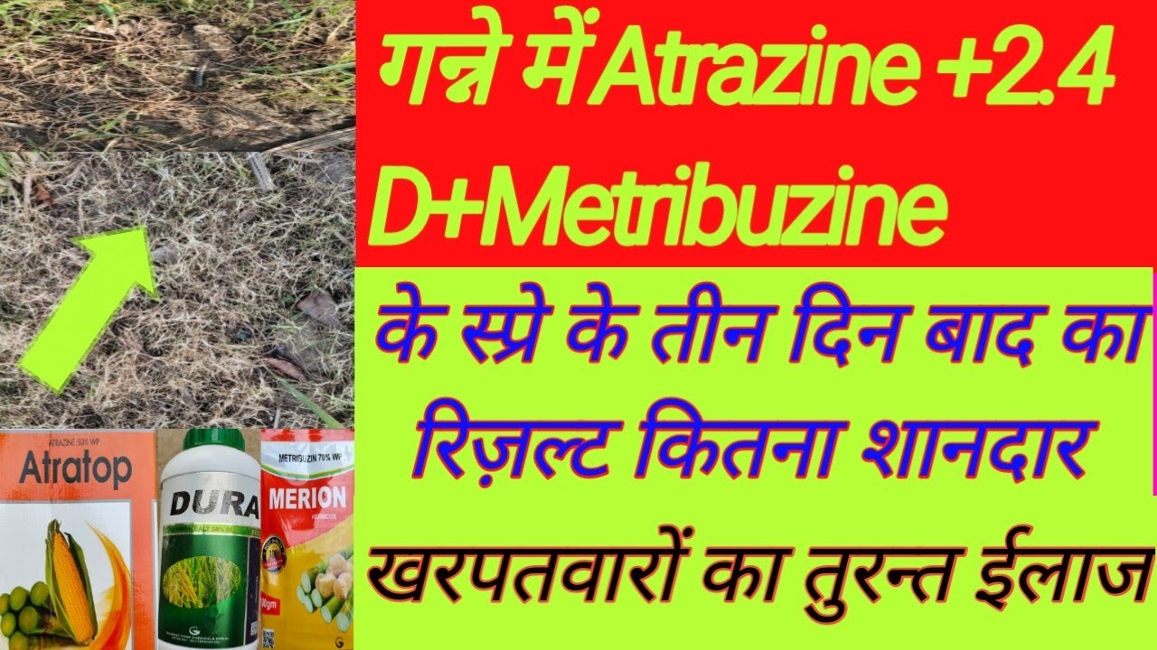 गन्ने में खरपतवारों को खत्म करने के लिए Atrazine +2.4 D +Metribuzine का ...