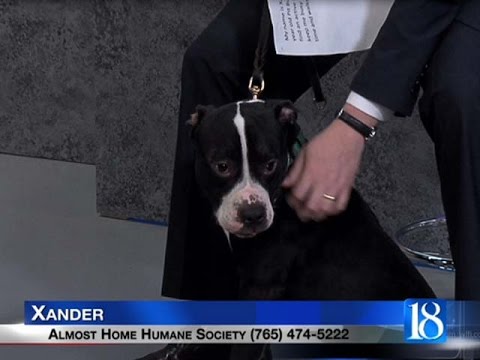 Xander the dog - Pet of the Week for Sept. 5 - YouTube