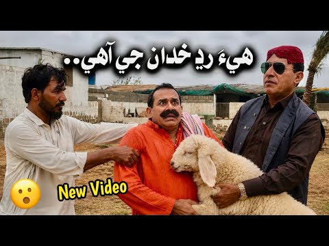 Hee Ridh 🐑 Khudan Jee Ahay..😅 | Ali Gul Mallah | Wasayo Wiyaji