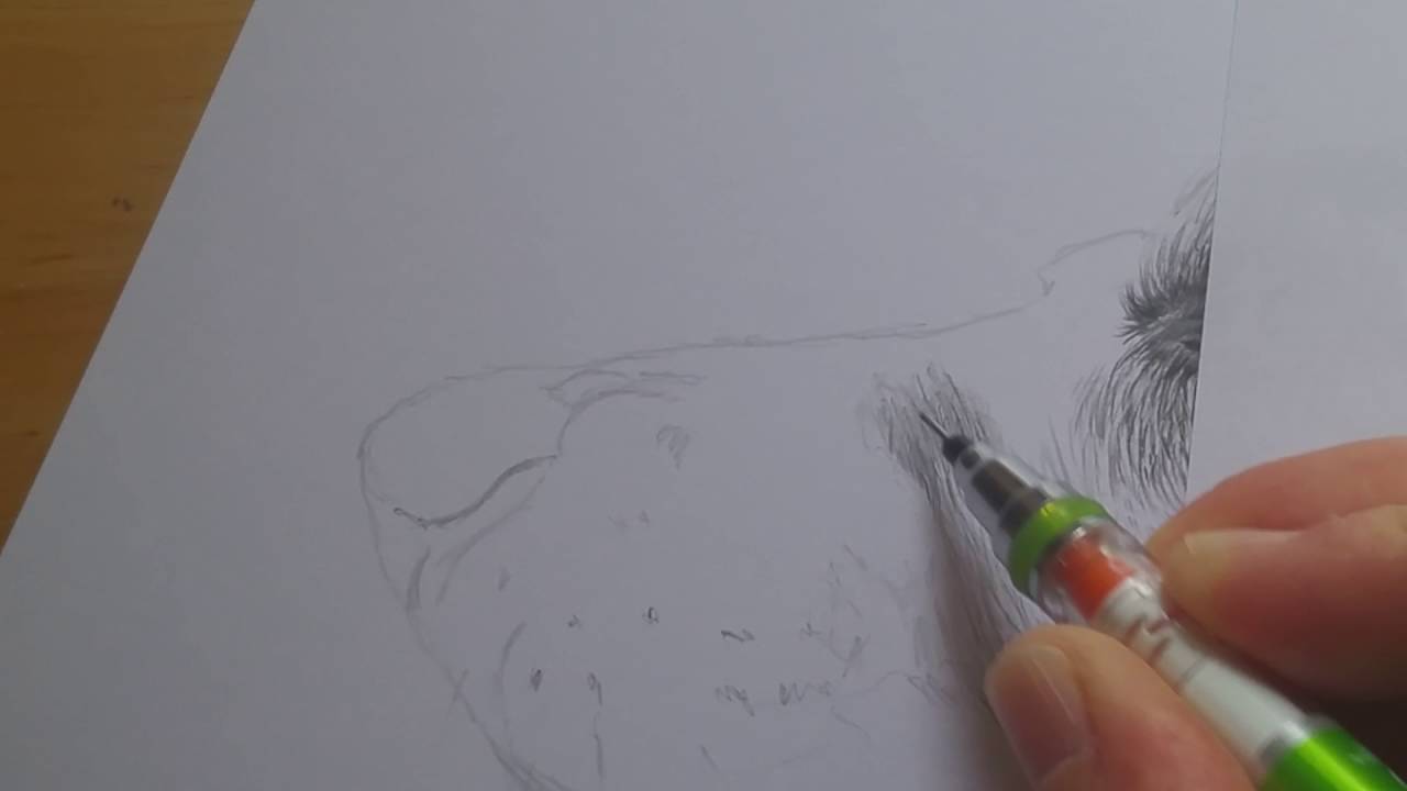 Drawing textured fur dog portrait quick tutorial - YouTube