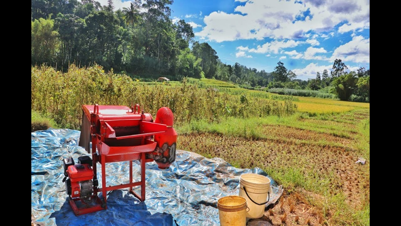 Batta Tsunami / බට්ටා සුනාමි - YouTube