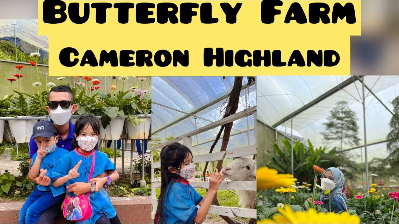 Butterfly Farm Cameron Highland - YouTube