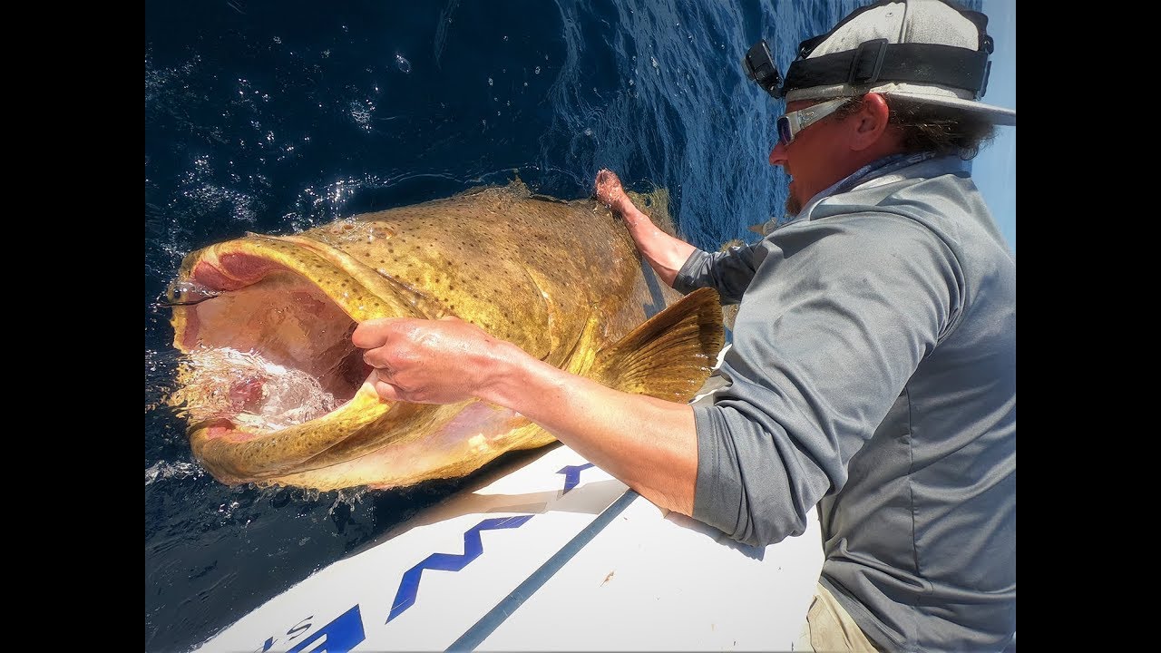 Goliath Grouper Fishing South Florida - YouTube