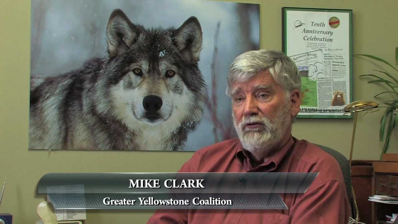 Gray Wolf Documentary Film - YouTube